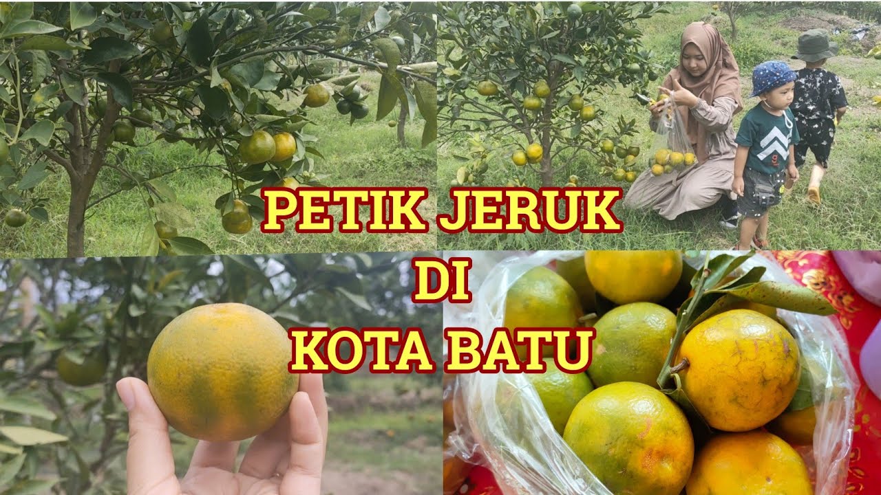 WISATA PETIK JERUK DI KOTA BATU - YouTube