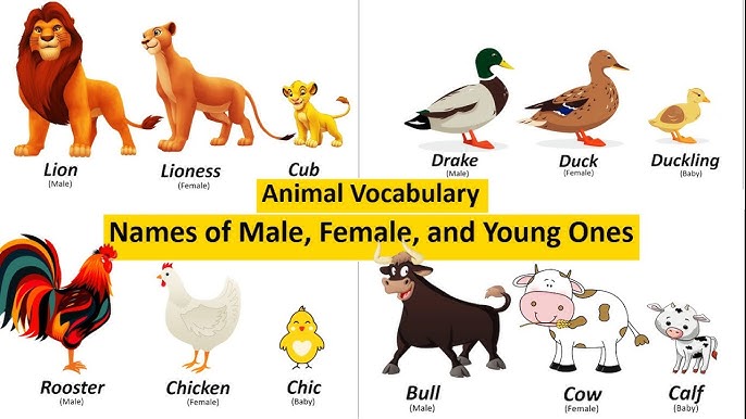 Male Female And Young Animals Names English Study Here