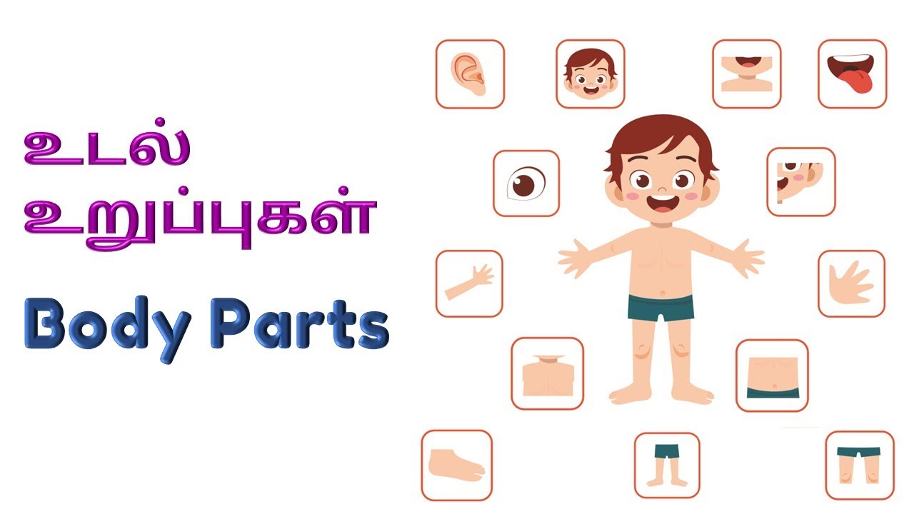 குழந்தைகளுக்கான உடல் உறுப்புகள் தமிழ் ஆங்கிலத்தில் | Body Parts for ...