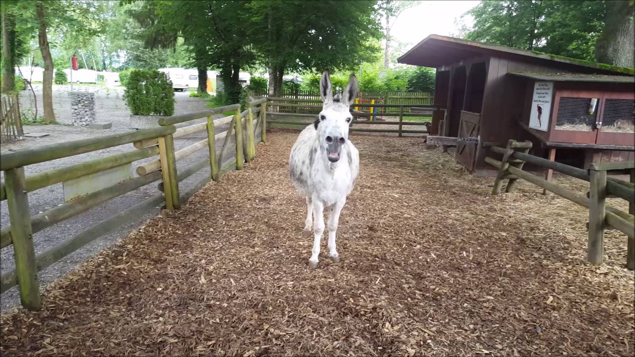 Angry Donkey / Funny Animals - YouTube