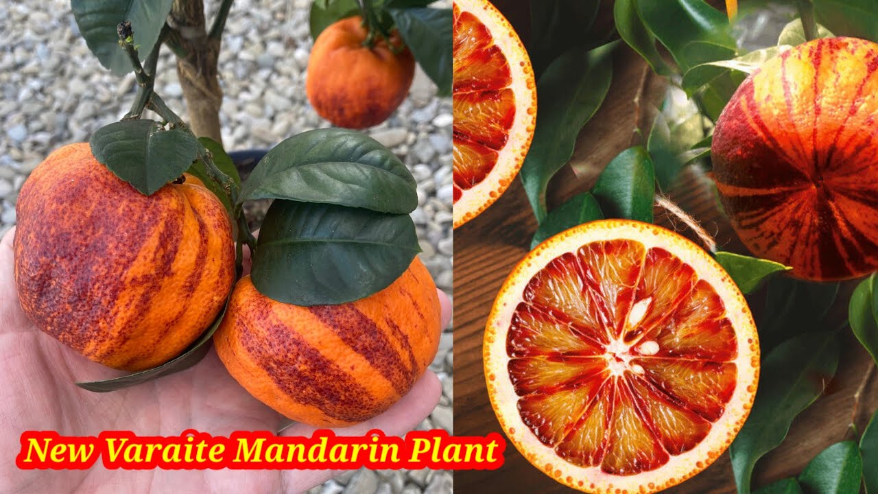 Rare Exotic New Variety Orange Plant // Meyar Lemon // Rainbow Mandarin ...
