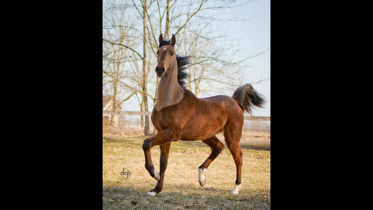 Venezia LR -- 2016 Half Arabian Hunter Pleasure Prospect For Sale - YouTube