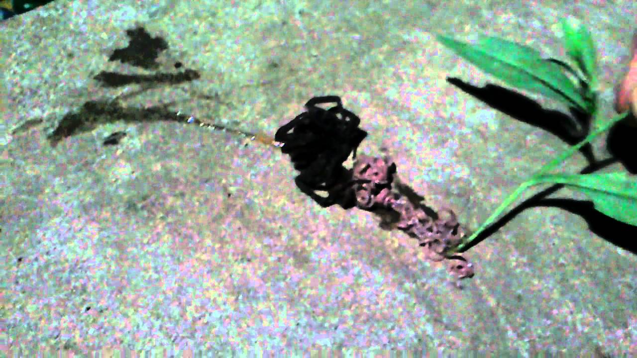 Spider worms - YouTube