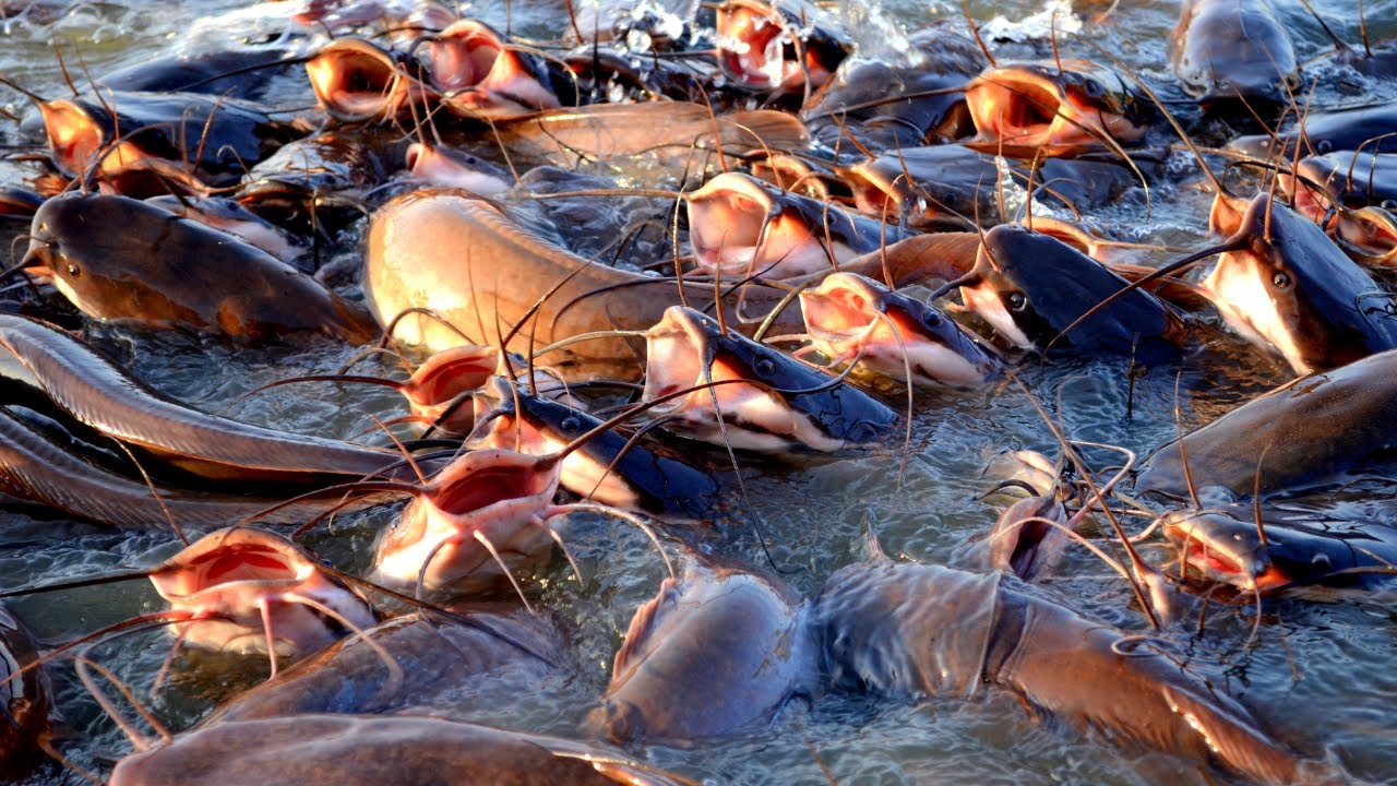 Underwater catfish dance || catfish dance #shorts - YouTube