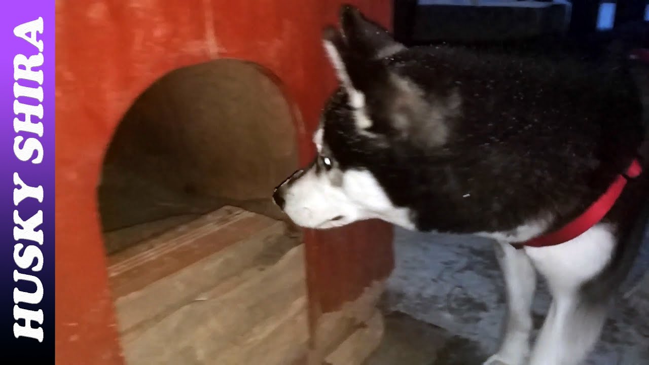 Husky's Best Friend Has A Big Surprise For Us - YouTube
