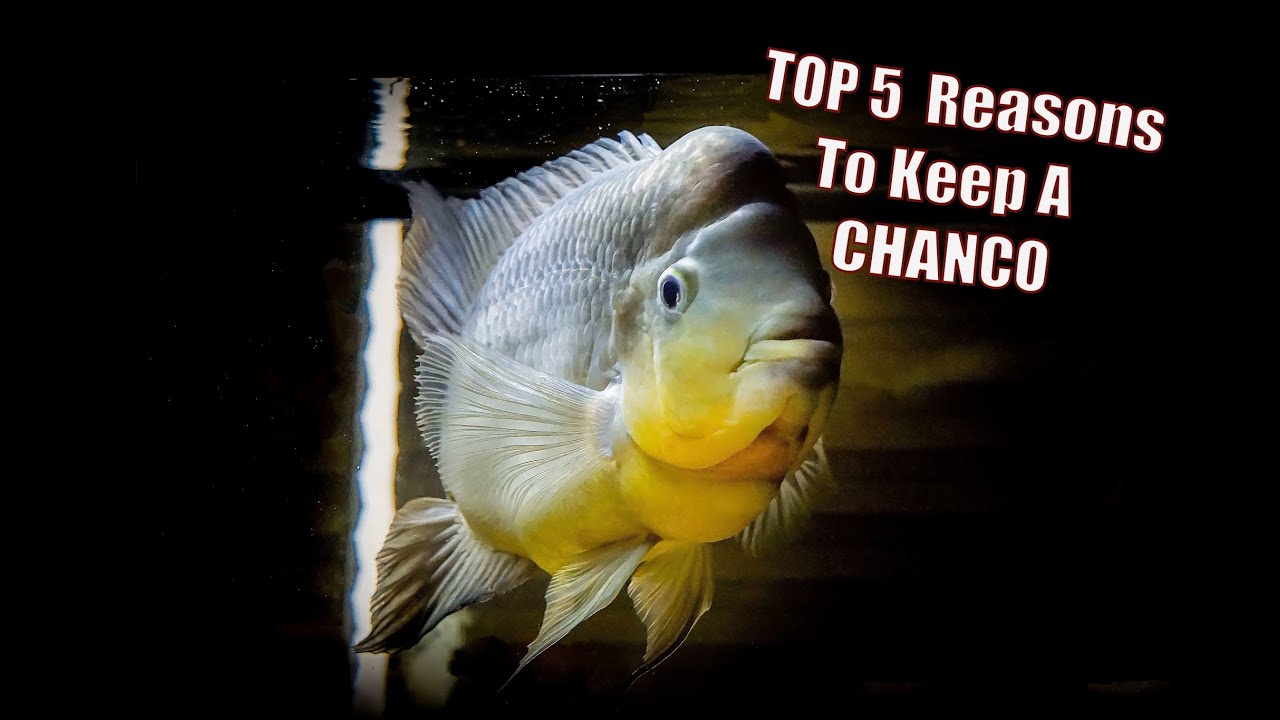 Top 5 reasons you should get a Chancho and not a Red Devil or Midas ...