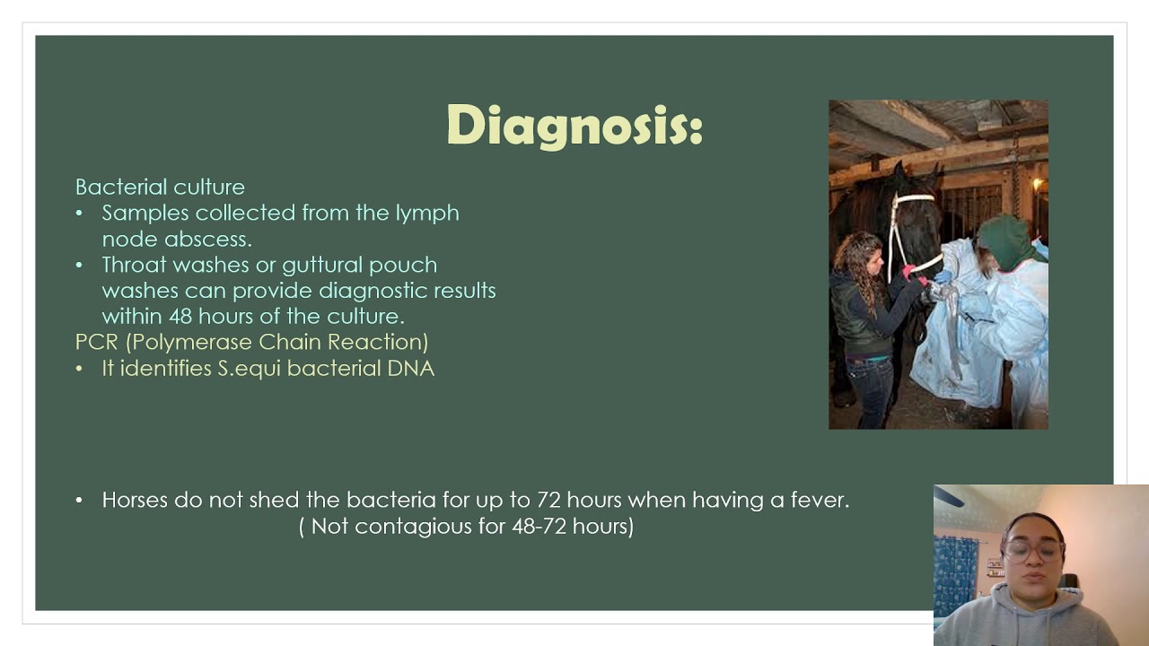 Streptococcus Equi Strangles - YouTube