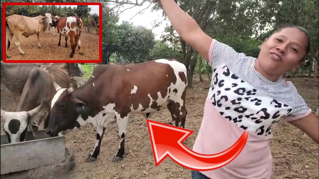 Las Mejores Vacas Lecheras Pintas 🐄Increíble la cantidad de leche q ...