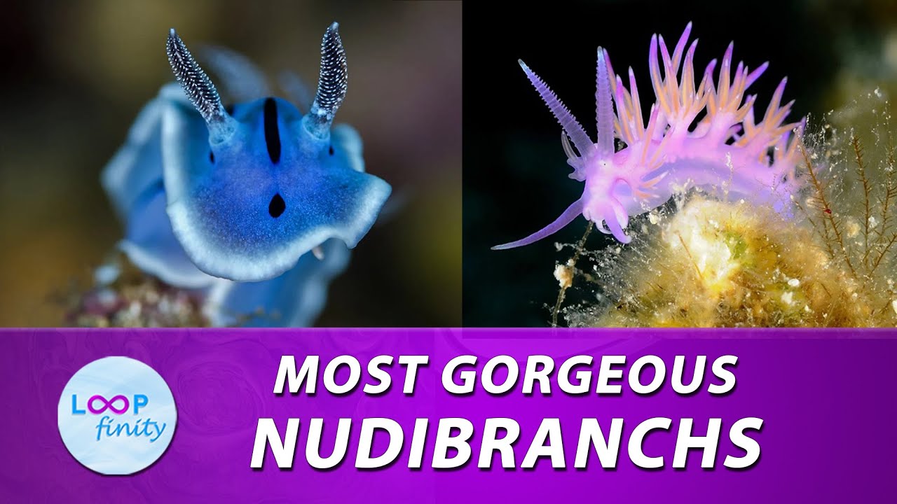 Some most beautiful Nudibranchs (Sea Slugs) - YouTube