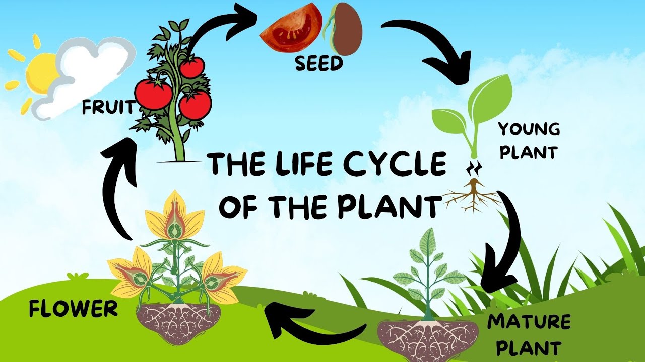 THE LIFE CYCLE OF THE PLANT. - YouTube