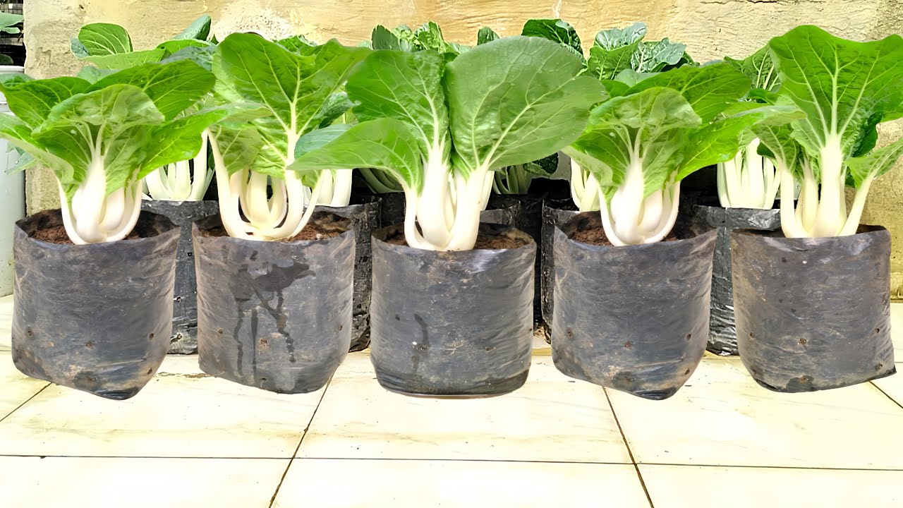 cara menanam pakcoy putih dalam polybag dari awal tanam hingga panen ...