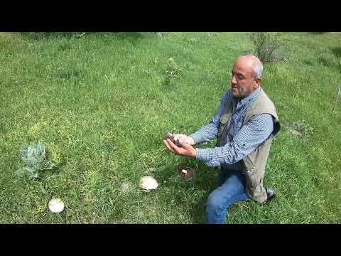 KARAVAN TOKAT TURHAL ORMANÖZÜ KÖYÜ MANTAR TOPLAMA