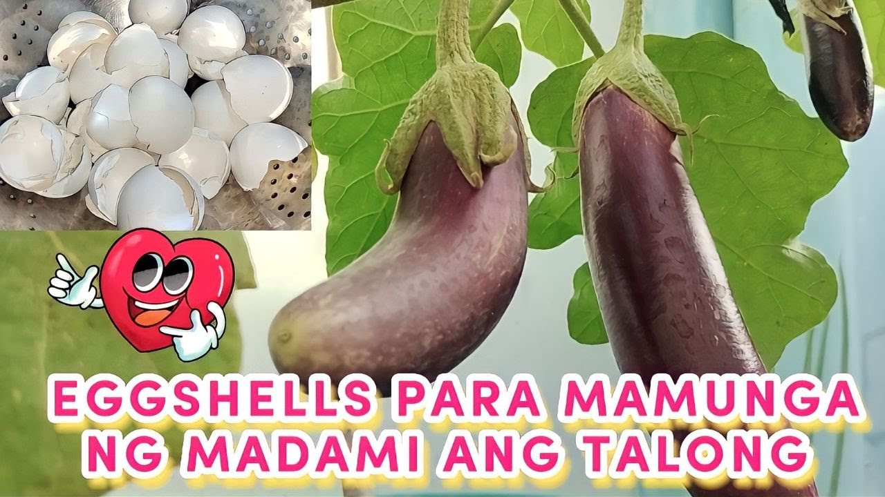 CALCIUM FERTILIZER MULA SA BALAT NG ITLOG PAANO ITO GINAGAWA? BAKIT ITO ...