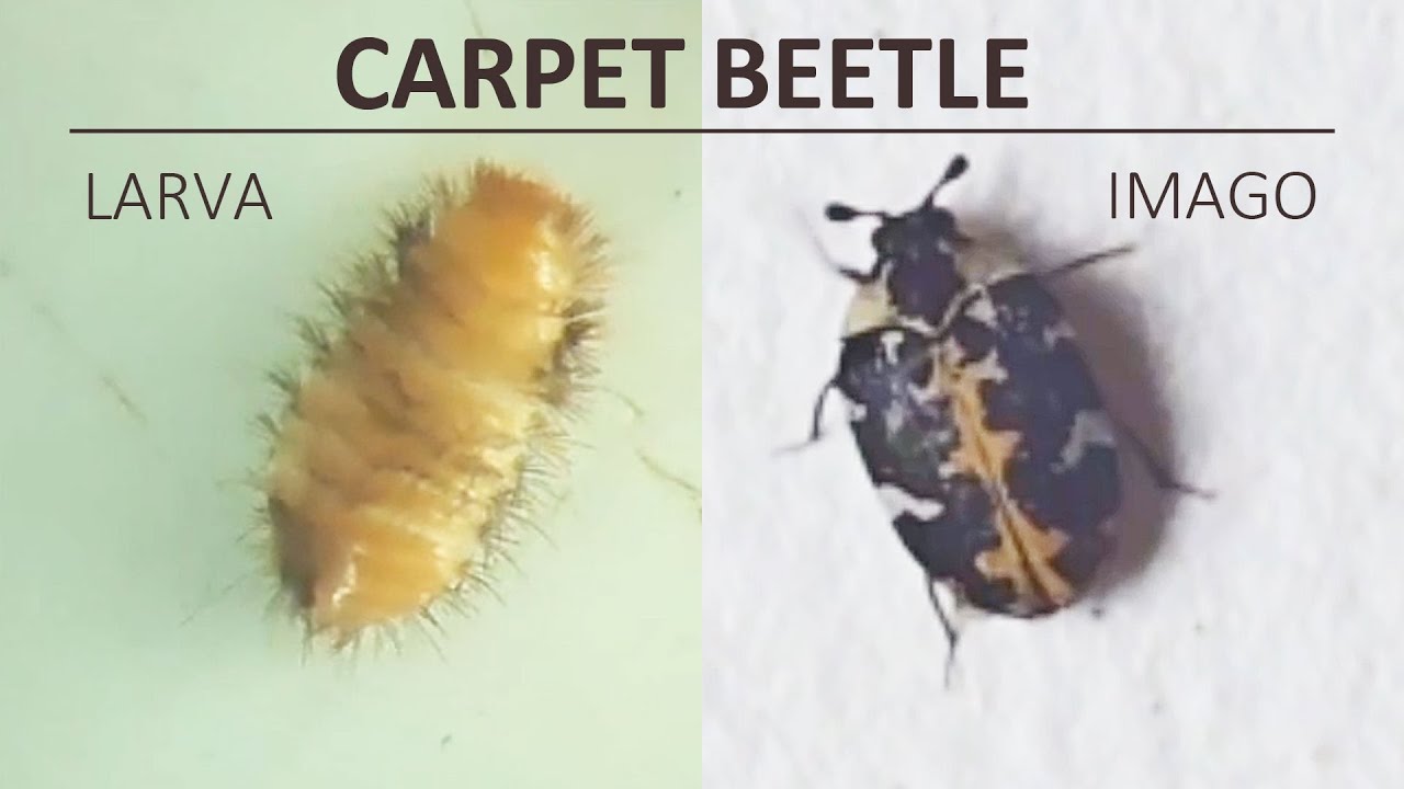 Carpet beetle larva and adult common carpet beetle Anthrenus ...