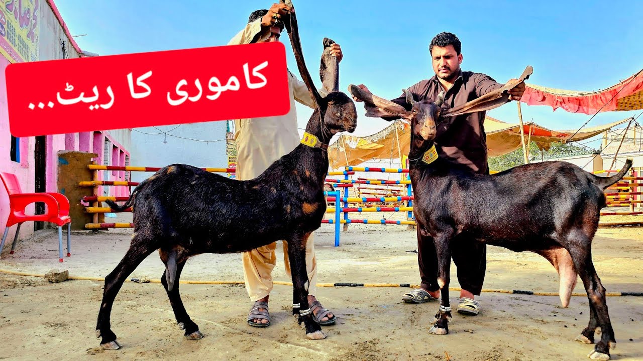 kamori bakri 2024 || Bade kanon wali bakri aaj ka rate Sone wali bakri ...
