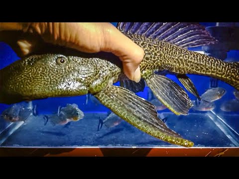 Cleaning Share Fish V.S. Piranha [Reaksi Piranha RBP] - YouTube