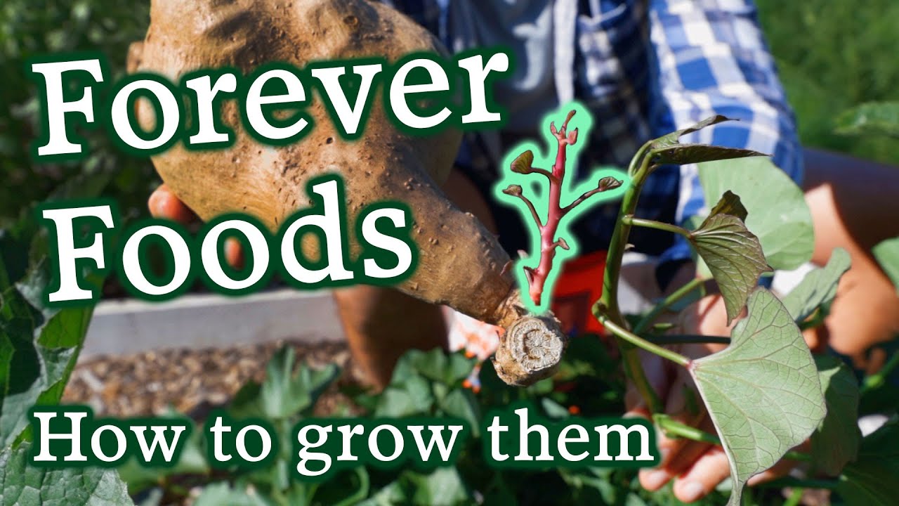 SNIP N SLIP! Grow Free Food With The Magical Crop That You Can Grow ...