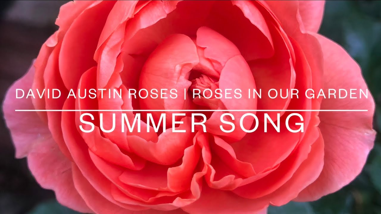 Relaxing Music | David Austin Roses | Roses In Our Garden | Summer Song ...