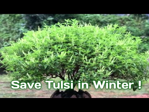 Tulsi plant care in winter | Save Tulsi plant | Tips to grow & care of ...