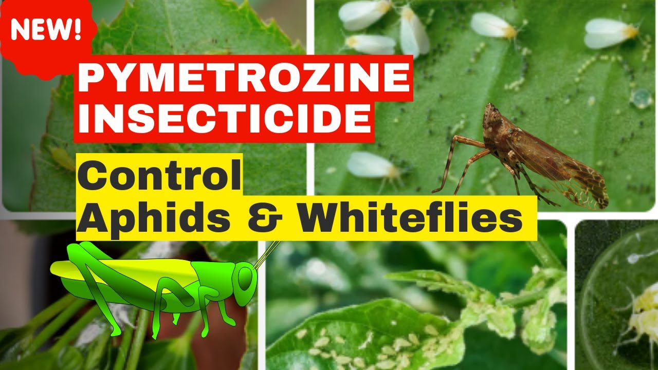 Understanding Pymetrozine insecticide: Targeted Insect Control # ...