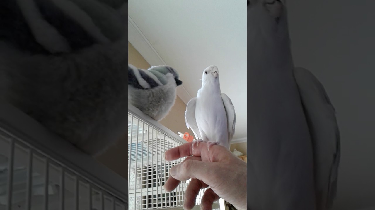 albino cockatiel loving on a stuffed bird. - YouTube