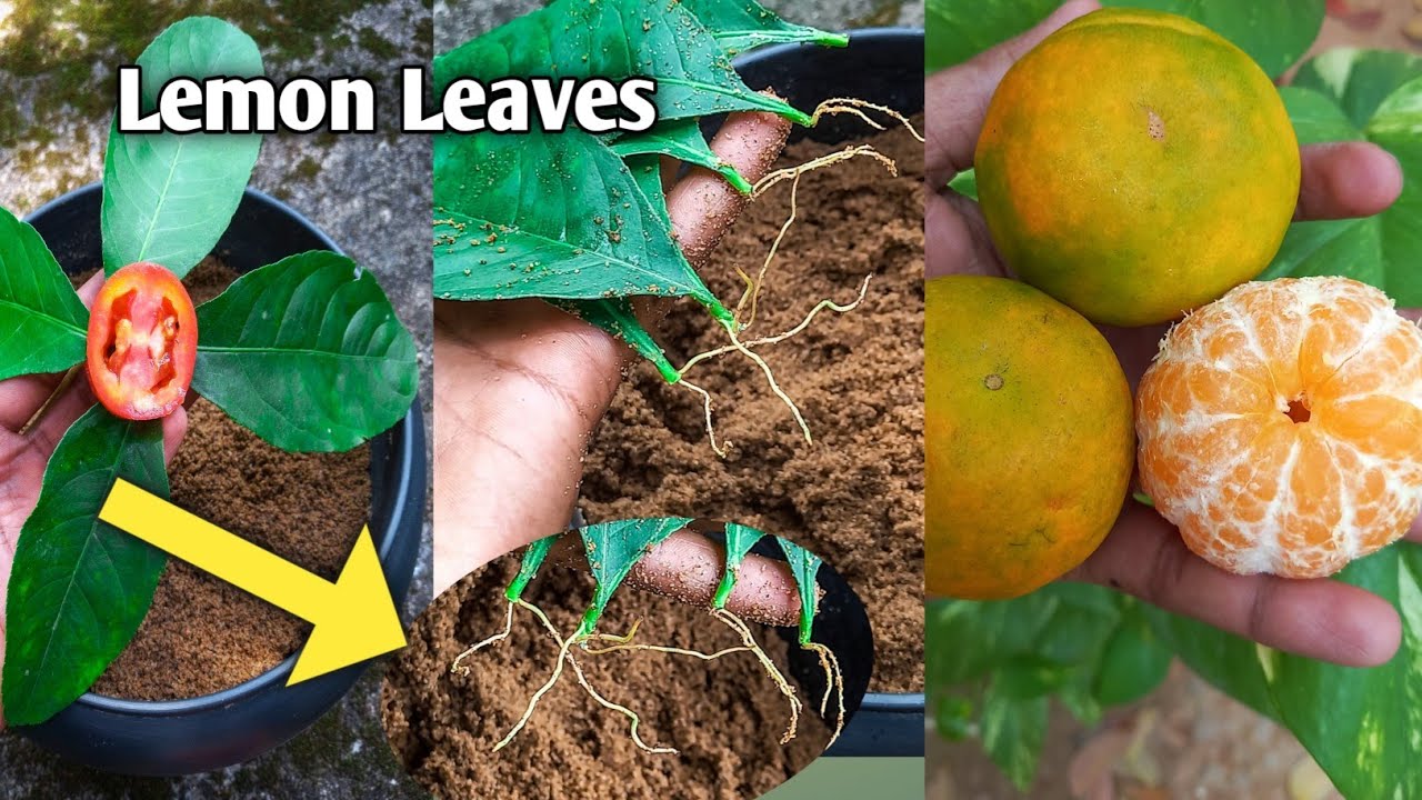 How to grow lemon trees from lemon leaves | Time Farming | Kannur - YouTube