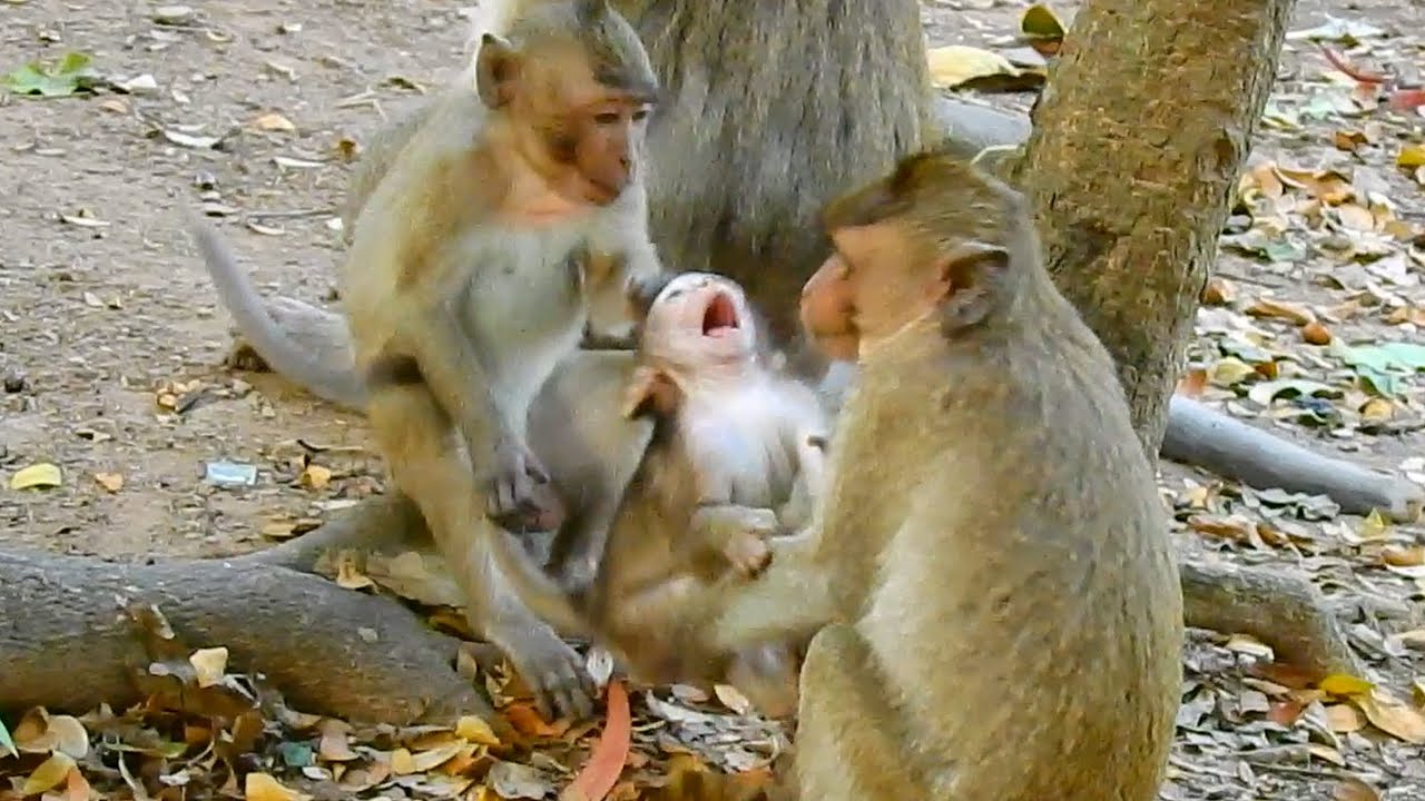 Help Me...! What's wrong on Gio, Why Her Both Siblings Grab Head Like ...