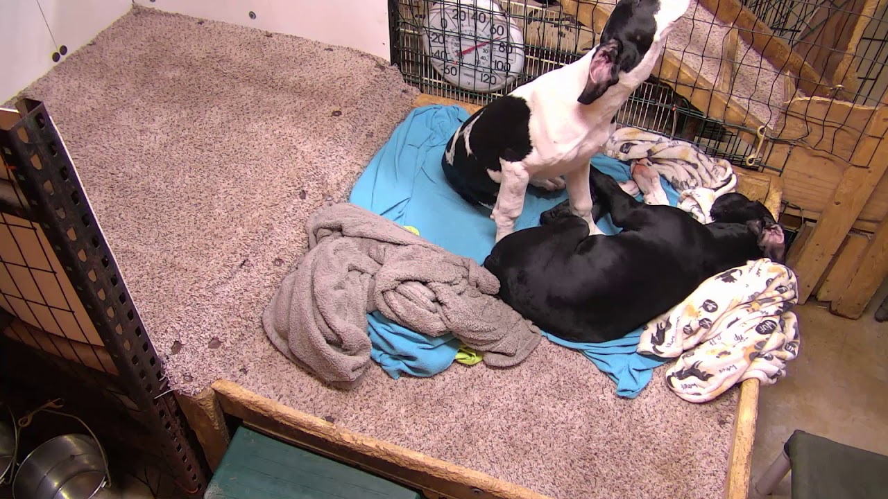 Great Dane Indoor Puppy Room 06-16-2018 05:38:52 - 06:38:56 - YouTube