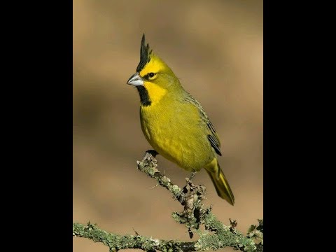 BURUNG UNIK CARDINAL AMARELLO/Northern Cardinal - YouTube