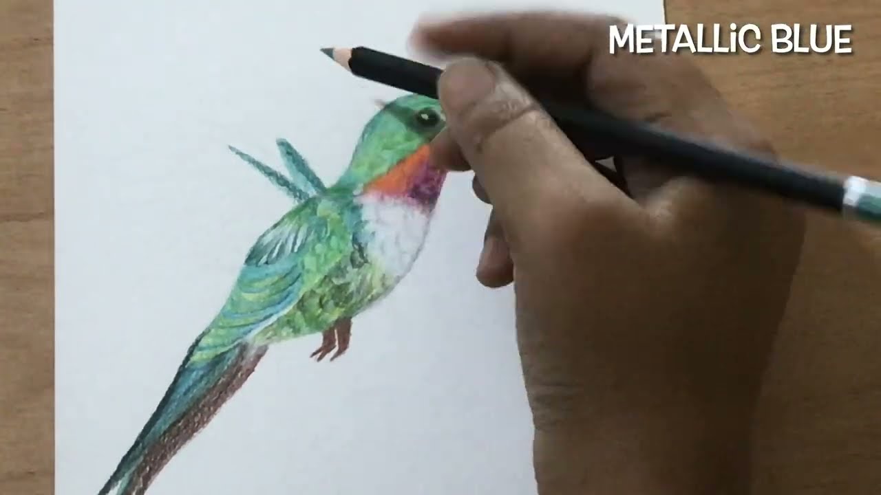 How to Draw a Bird with Color Pencils | First Colour Pencil Drawing ...