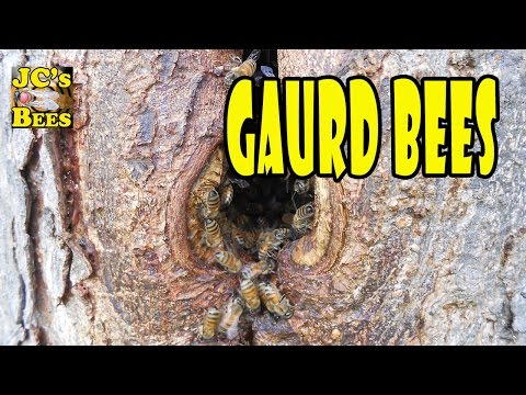 How Old Are Guard Bees In A Honey Bee Hive