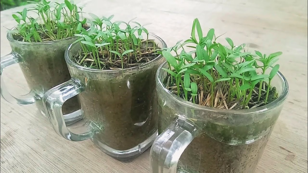 Cara Mudah Semai Bunga Marigold Dari Biji Di Gelas - YouTube
