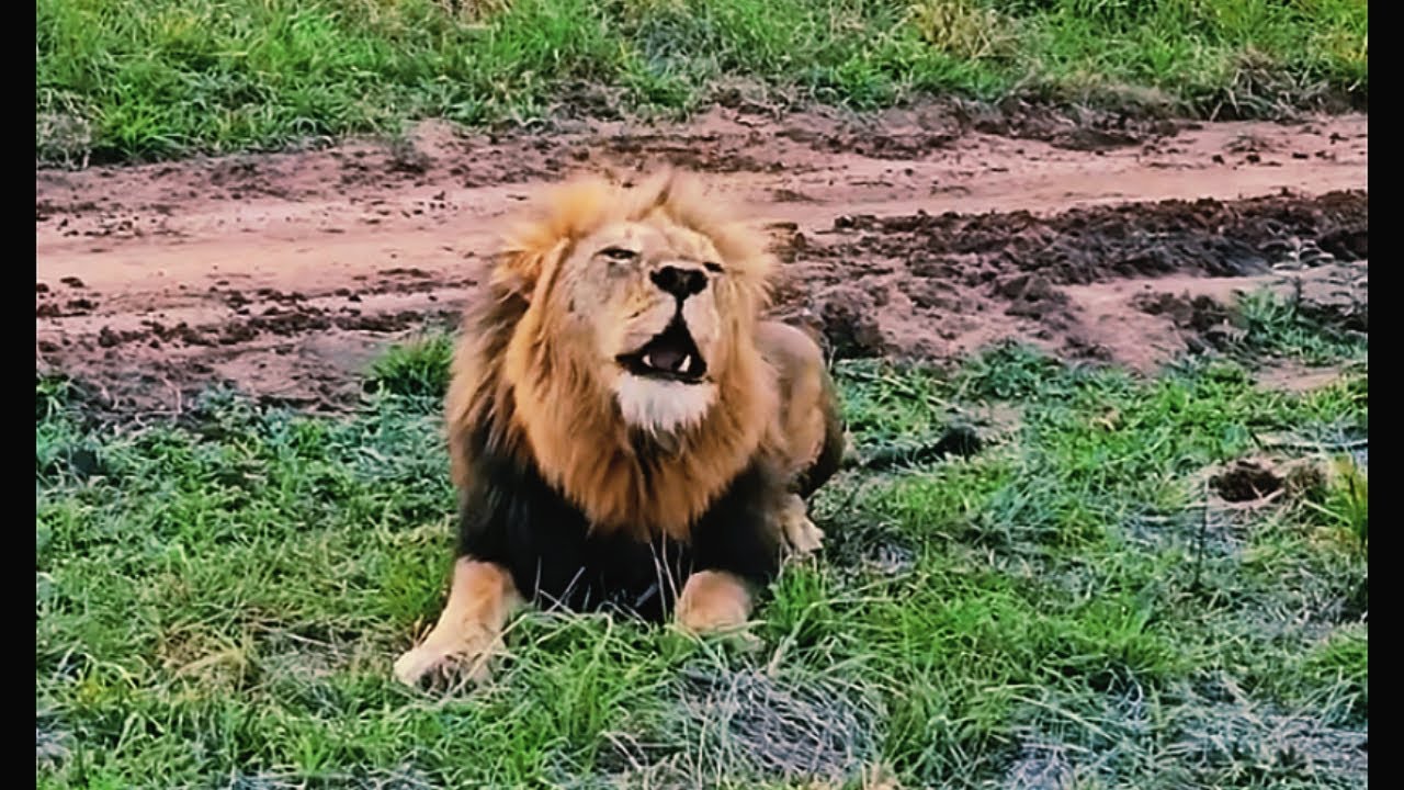 Mandevu Tintswalo Male Lion Roaring announcing his Dominance | 26 ...
