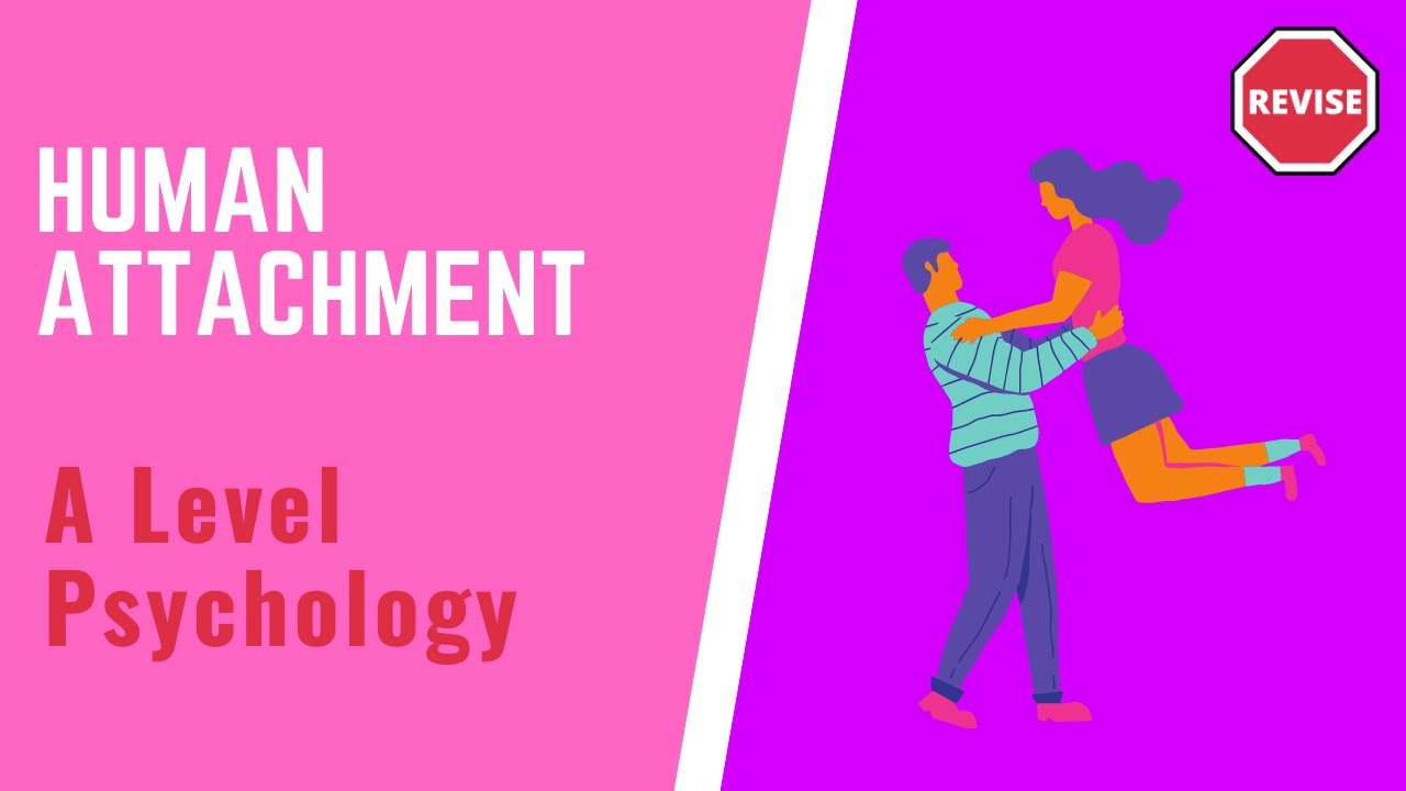 A Level Psychology - Human Attachment - YouTube