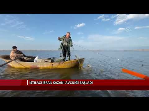 İstilacı İsrail sazanı avcılığı başladı