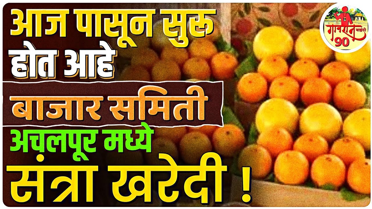 Santra Sheti : संत्रा खरेदी शुभारंभ 157 रुपये प्रति किलो भेटला भाव # ...