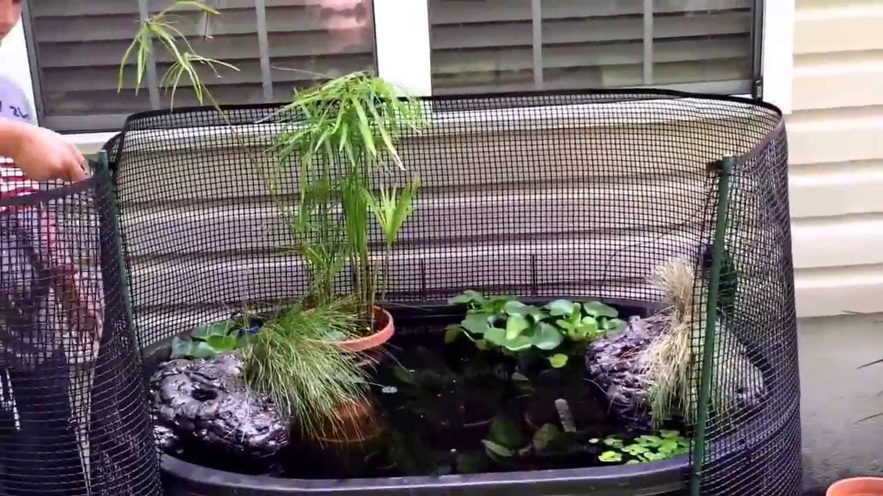 Our Outdoor fish tub video 3 - YouTube