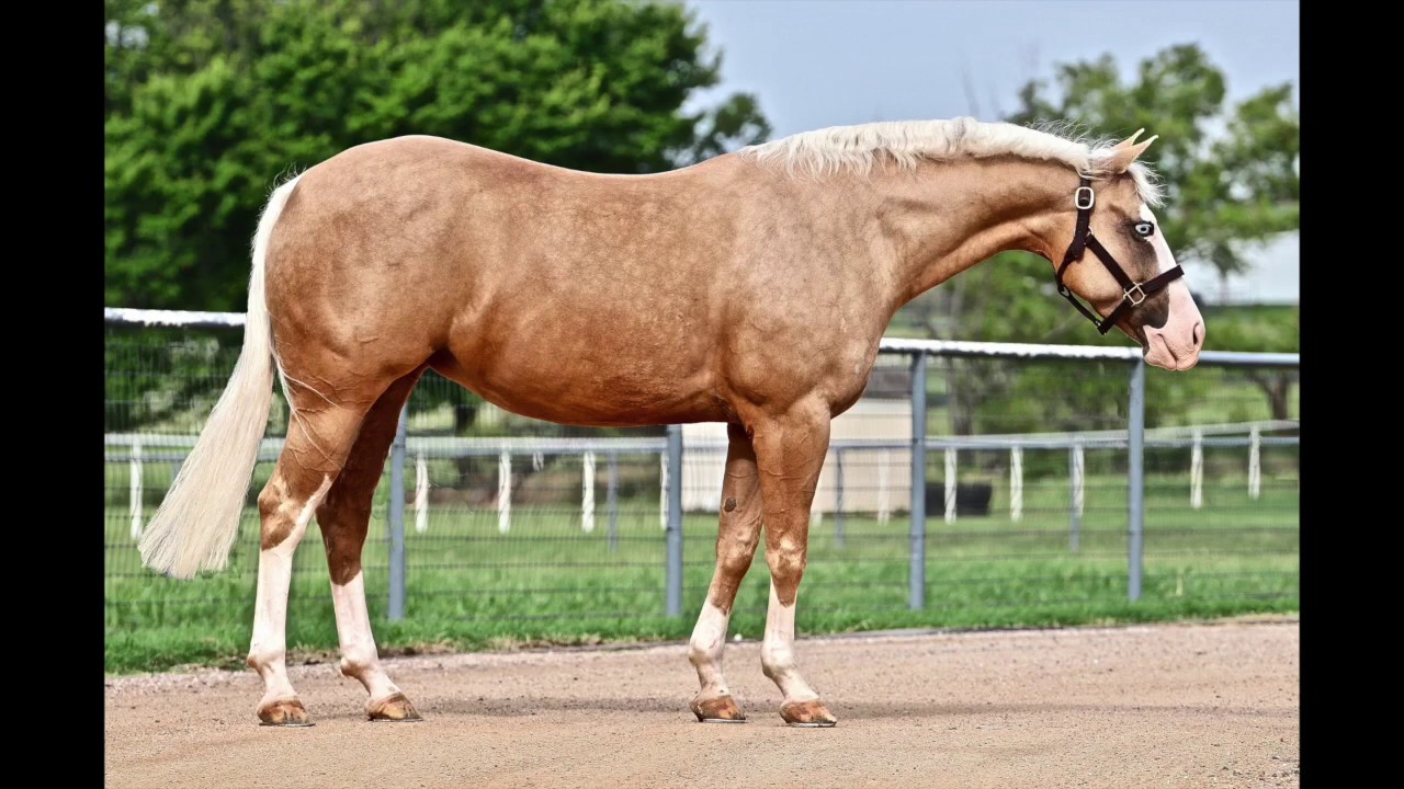 Blue Eyed Bombshell -**Sold to Florida - YouTube