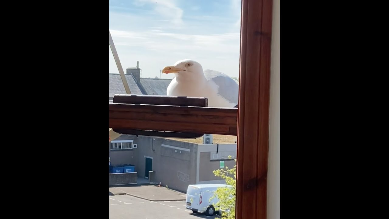 day 63 of feeding my pet seagull to gain his trust - YouTube