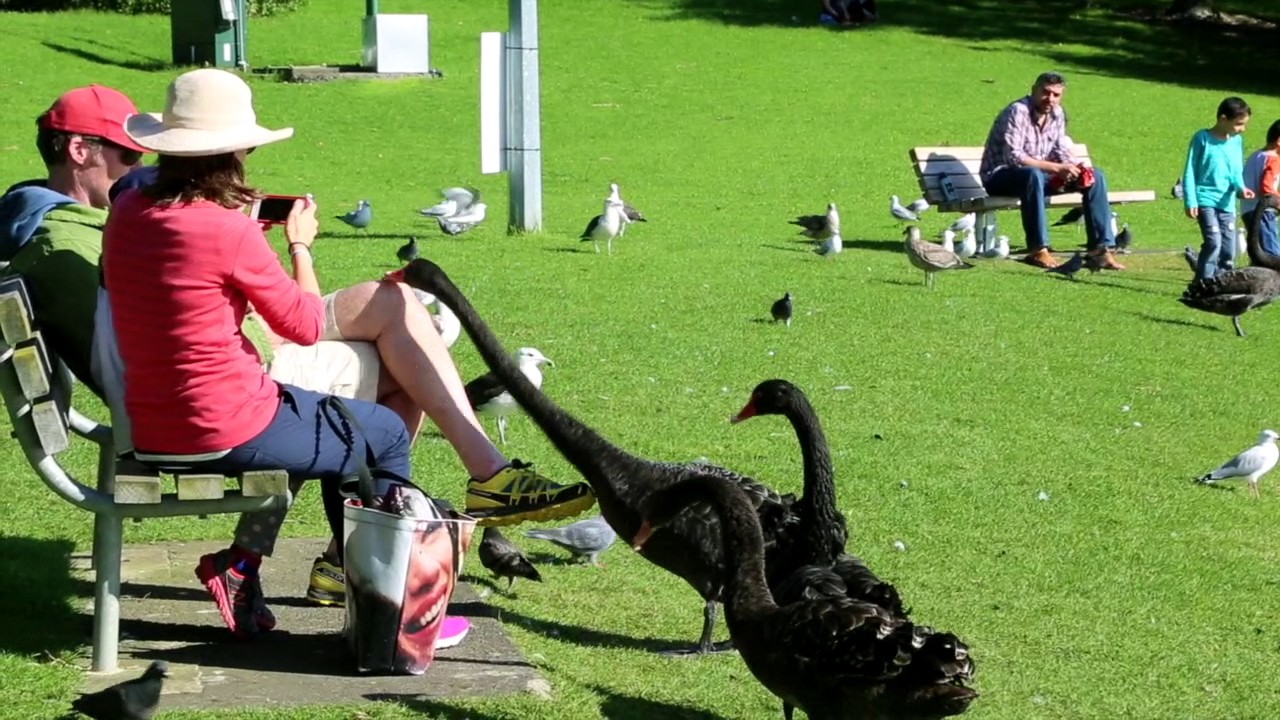 New Zealand Trip|Auckland's most beautiful lake|Lake Pupuke 新西兰好玩|奥克兰湖畔 ...