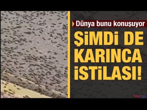 Umman'da Karınca istilası