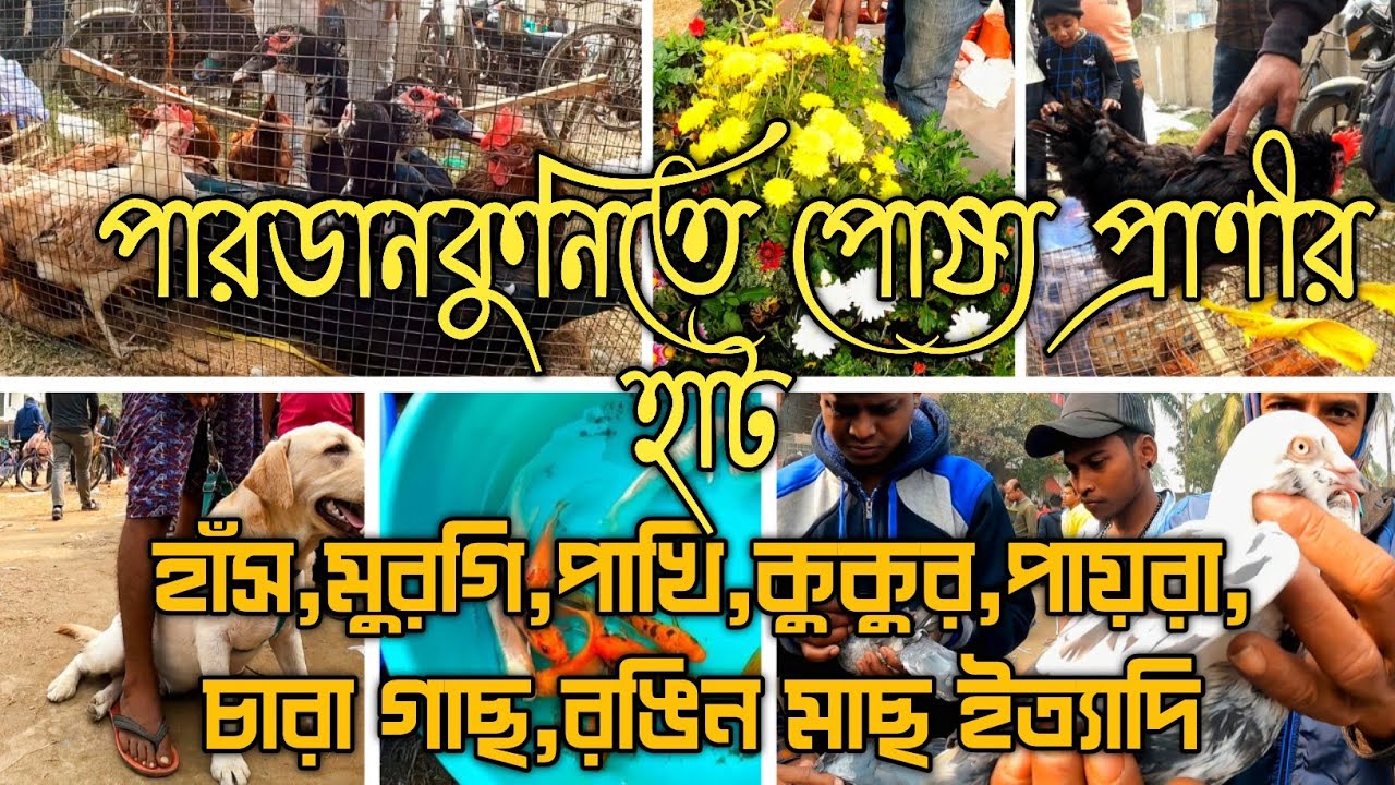 Dankuni pet market - Recent Pigeon and Colour fish price update at 18 ...