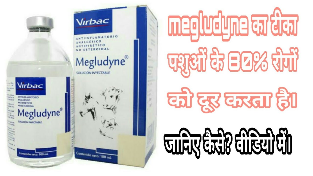 megludyne का टीका पशुओं किन किन रोगों को ठीक करता है। why animals use ...