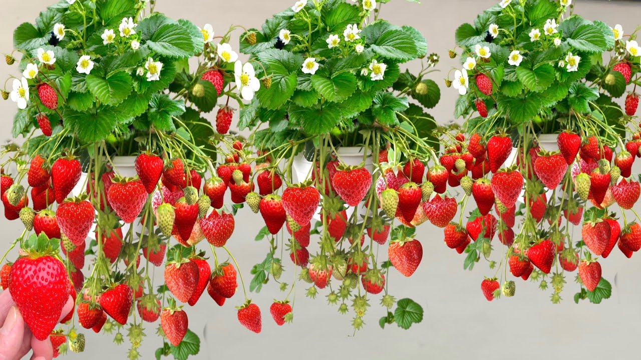 Best Skill Technique Grafting Strawberry With Aloe Vera / how to grow ...