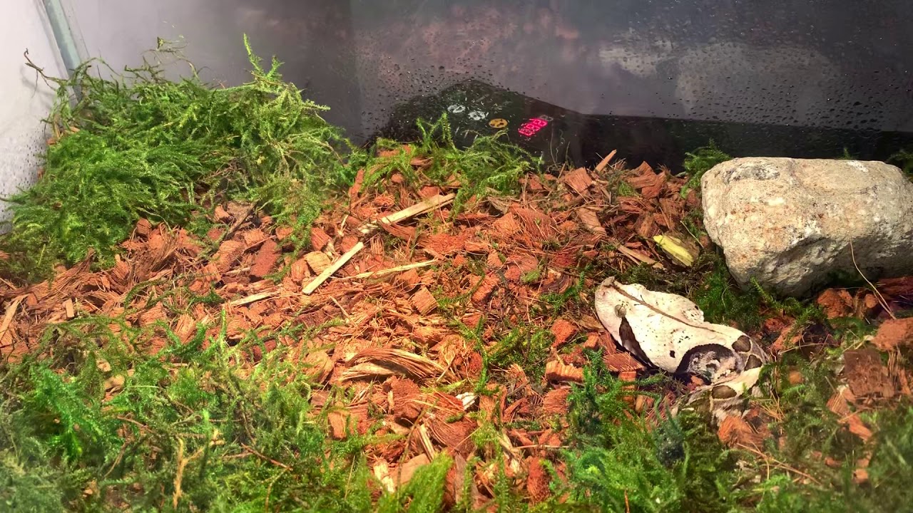 Gaboon viper feeding - YouTube