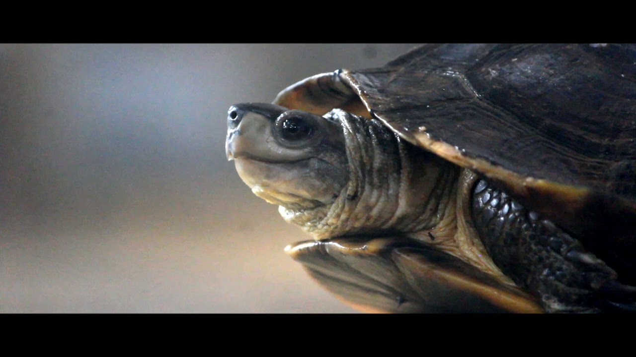 Indian Black Turtle from Goa #Turtle #Animal #Goa #Reptile - YouTube