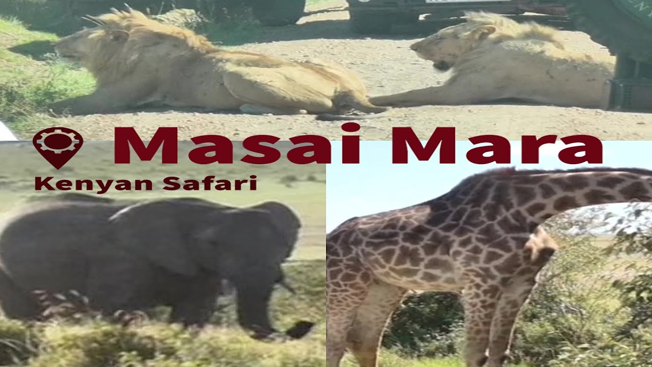 MASAI MARA | THE ADVENTURES OF MARA 2 DOCUMENTARY| KENYA SAFARIS - YouTube