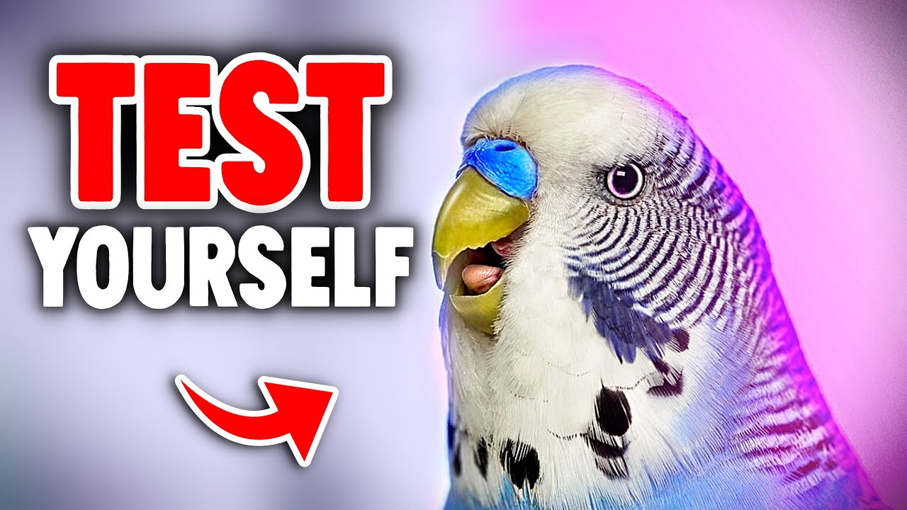 6 Signs You're a Bad Bird Owner - YouTube