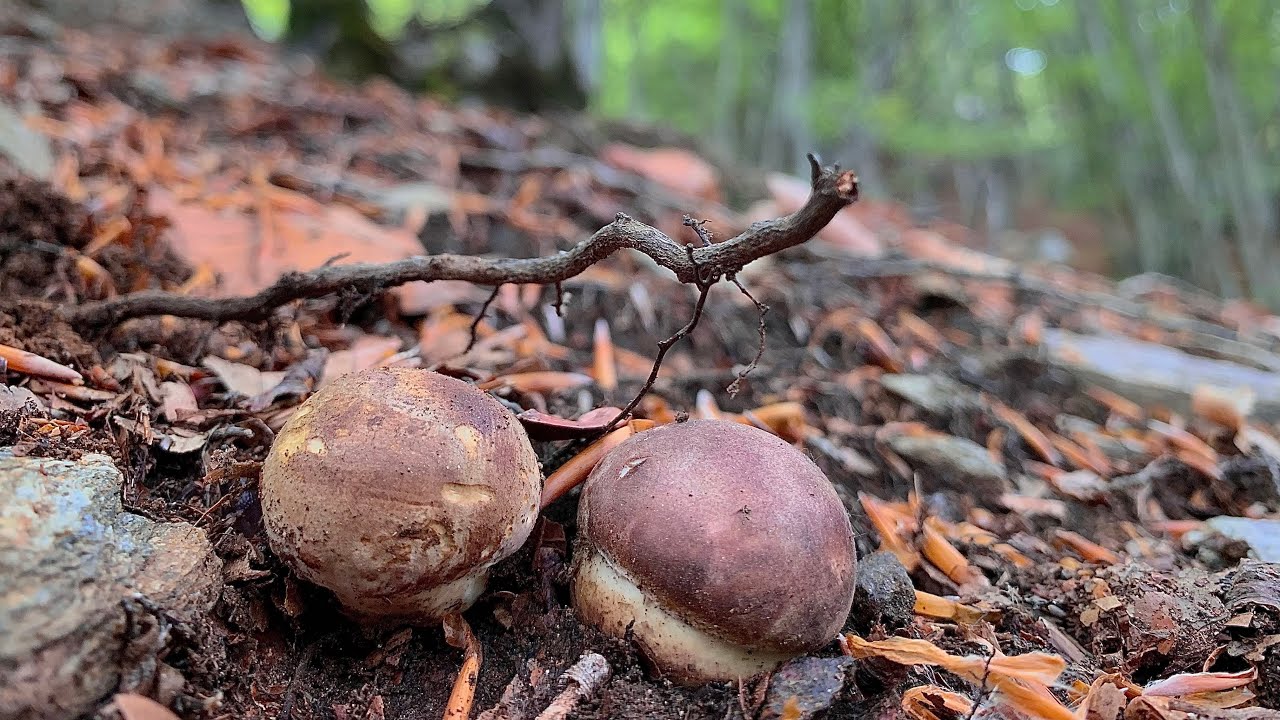 PORCINI 18 MAGGIO RED PASSION 🔴🔴!!! - YouTube