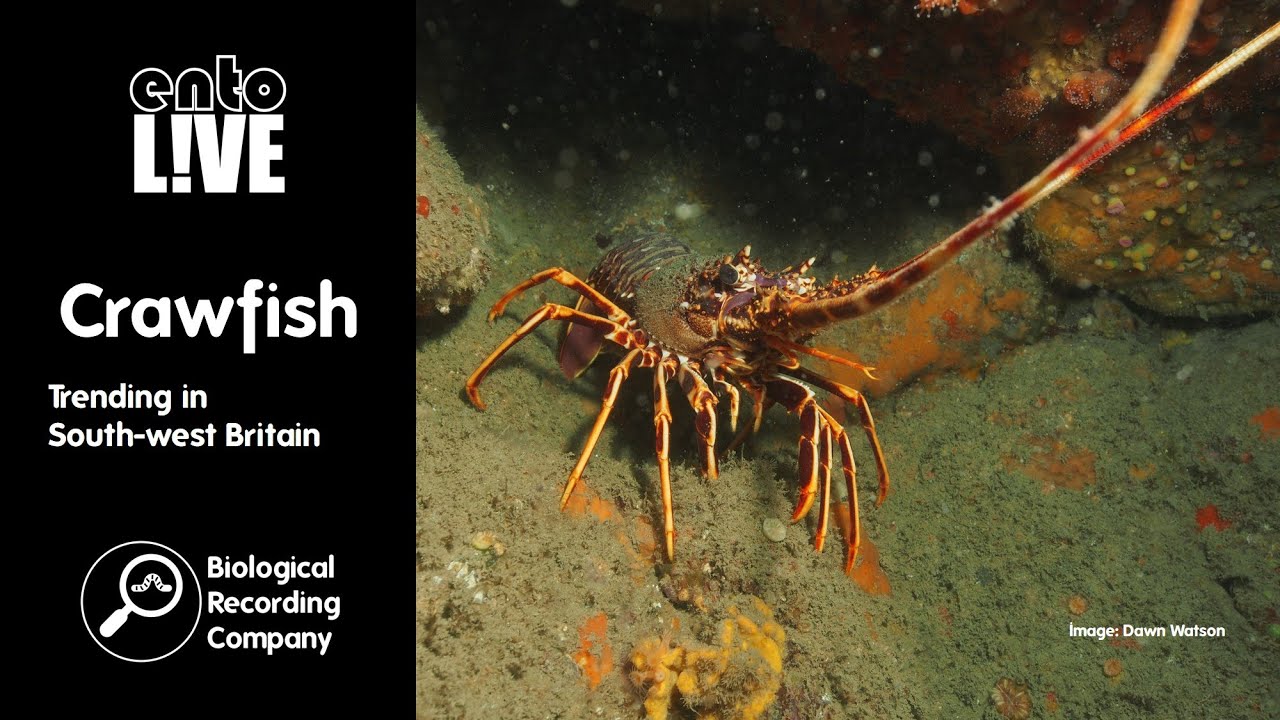 Soprintendenza Beni Archeologici Tarantos Crawfish